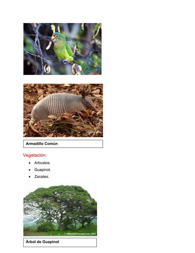 Bosque tropical seco deciduo | DOCX