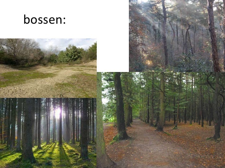 Bossen