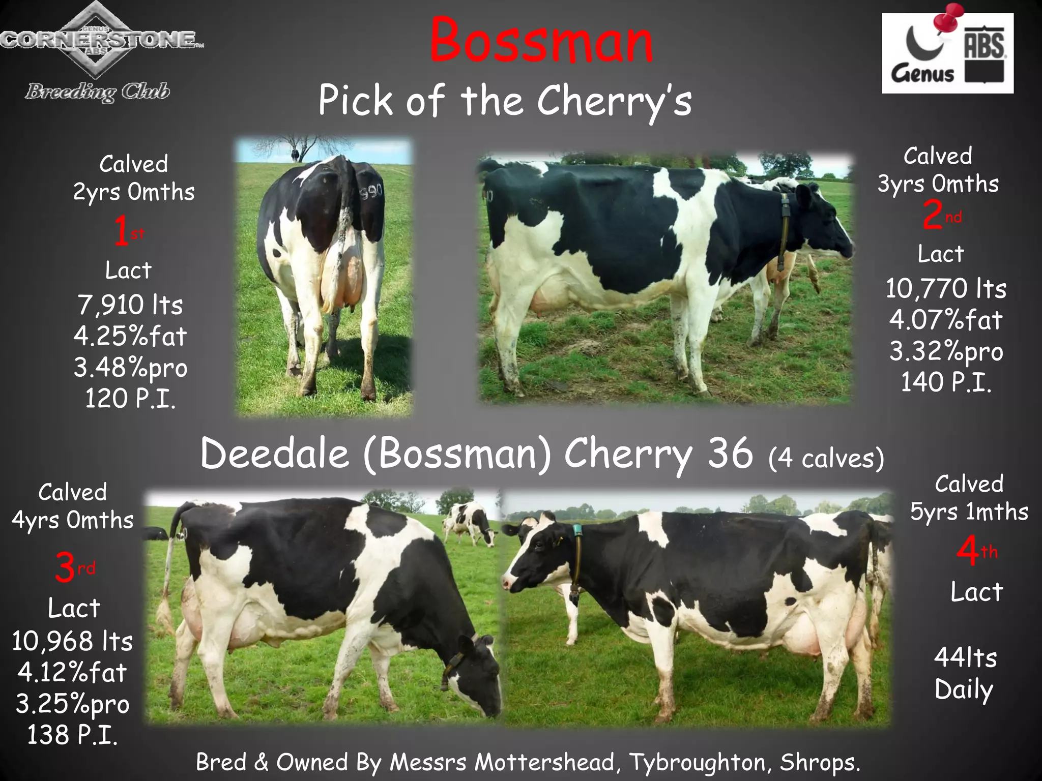 Bossman | PDF
