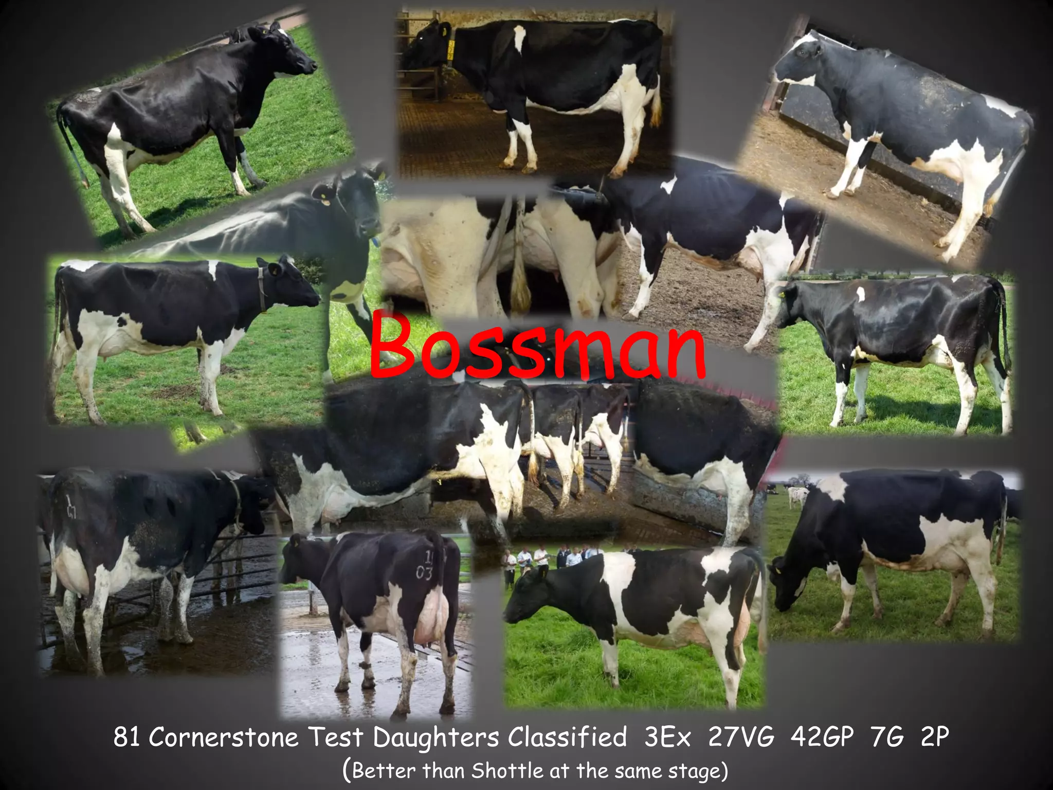 Bossman | PDF
