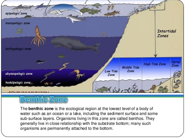 Ocean Benthos