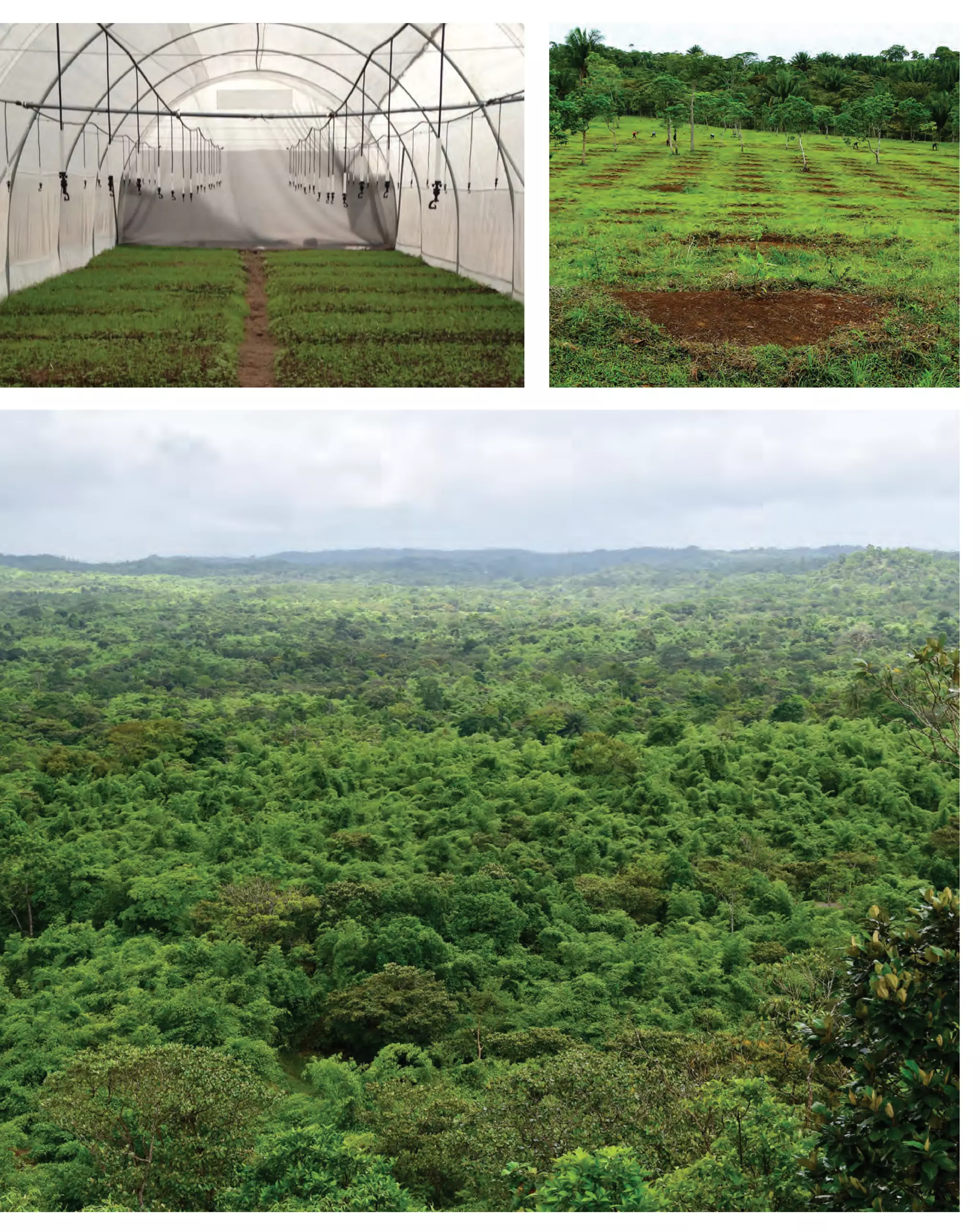 EcoPlanet Bamboo Troy Wiseman Article | PDF