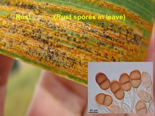 classification of plants Diseases | PPT