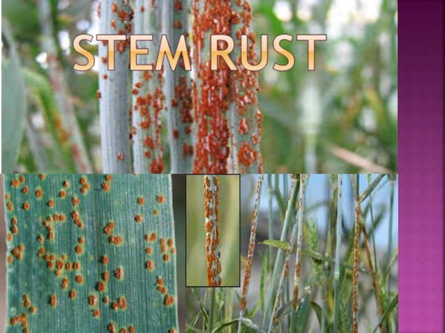 rust of Wheat | PPTX | Gardening | Home & Garden