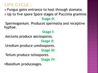 rust of Wheat | PPTX | Gardening | Home & Garden