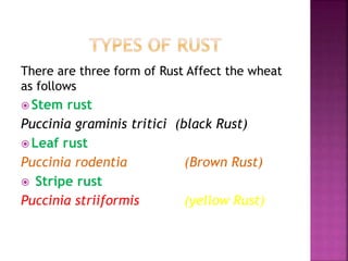 rust of Wheat | PPTX
