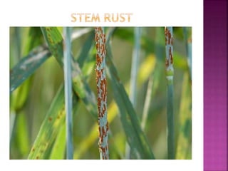 rust of Wheat | PPTX | Gardening | Home & Garden