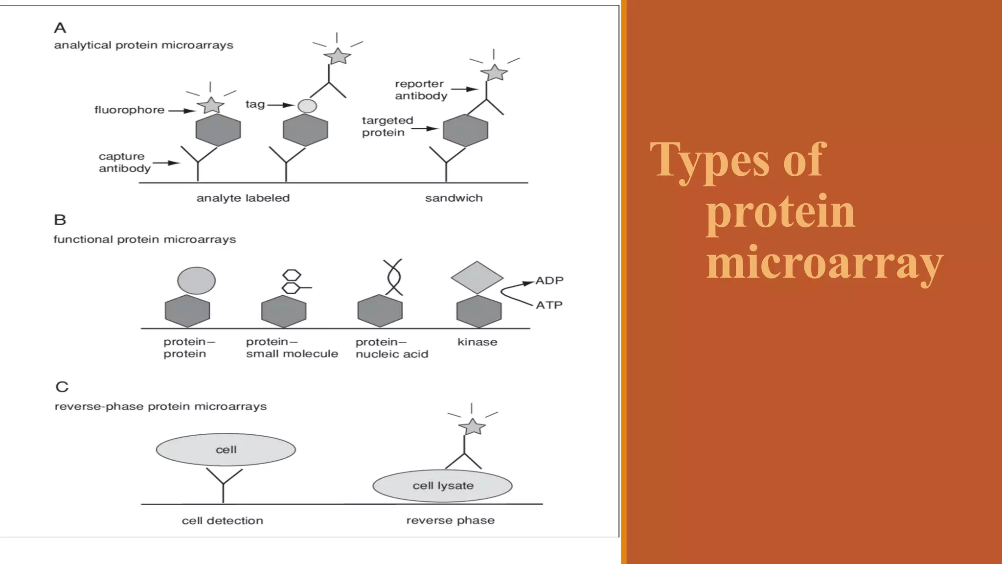 PROTEOMICS INTRODUCTION AND TECHNIQUES | PPTX