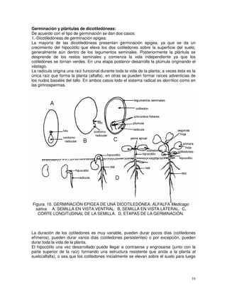 Bot guia nro 1-origen de las plantas | PDF