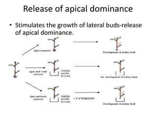 Introduction and Biosynthesis of Cytokinin | PPT