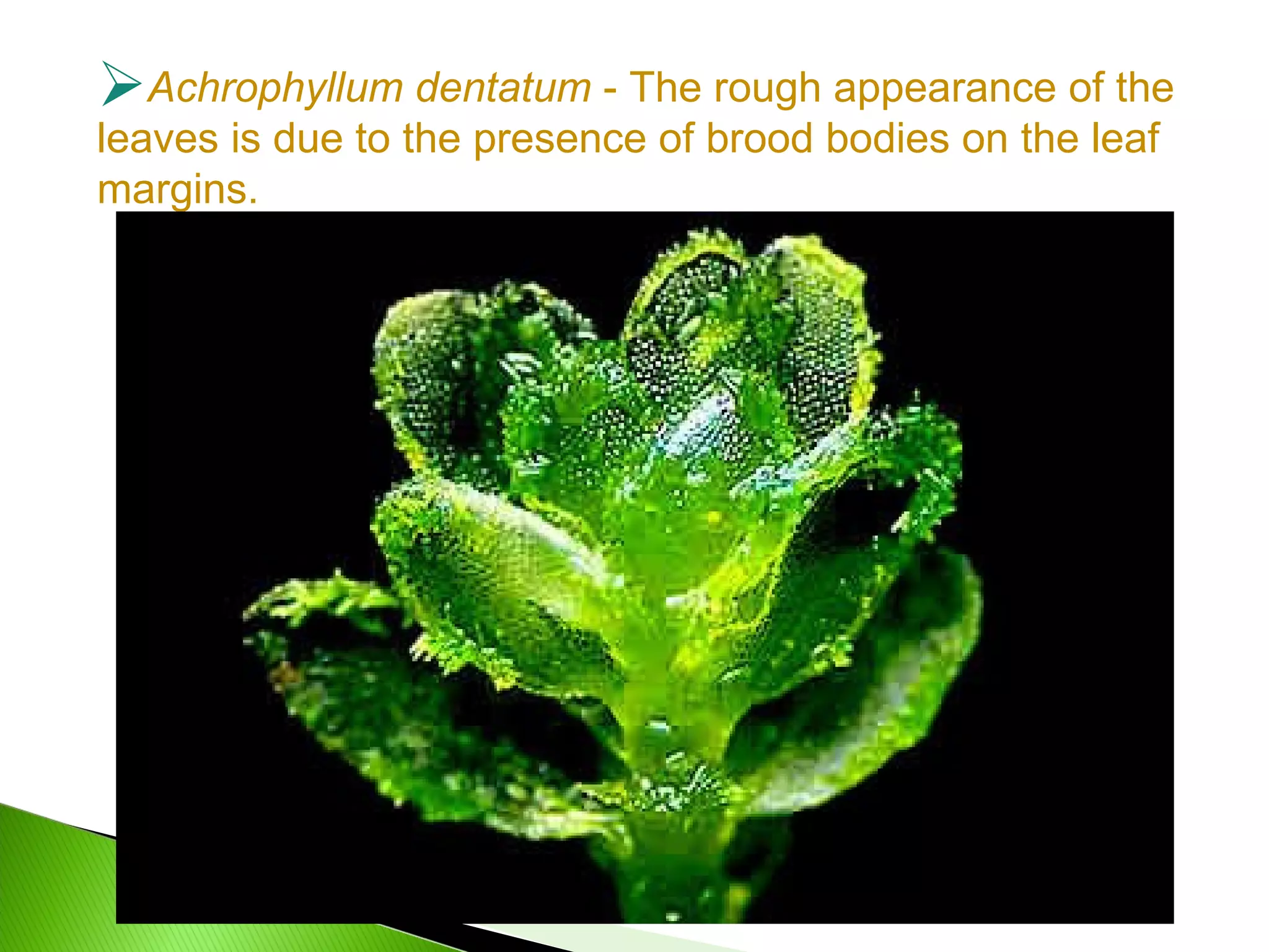 Structural variations in reproductive structures of division Bryophyta ...