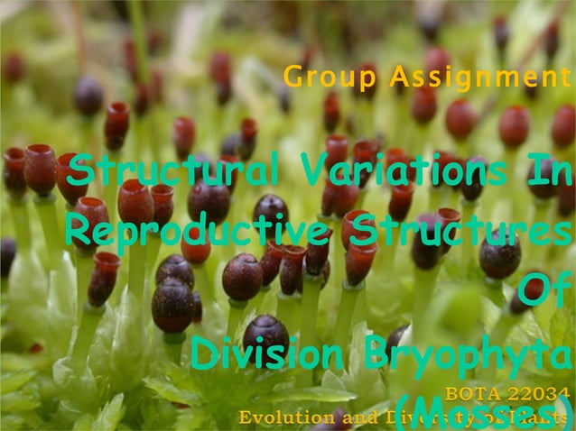 Structural variations in reproductive structures of division Bryophyta ...