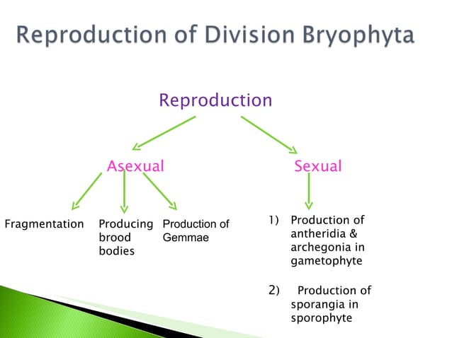 Structural variations in reproductive structures of division Bryophyta ...