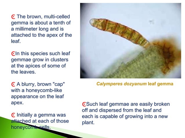Structural variations in reproductive structures of division Bryophyta ...