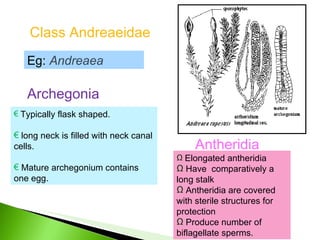 Structural variations in reproductive structures of division Bryophyta ...