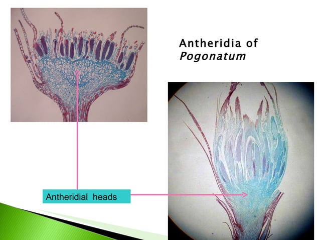 Structural variations in reproductive structures of division Bryophyta ...