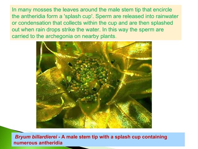 Structural variations in reproductive structures of division Bryophyta ...