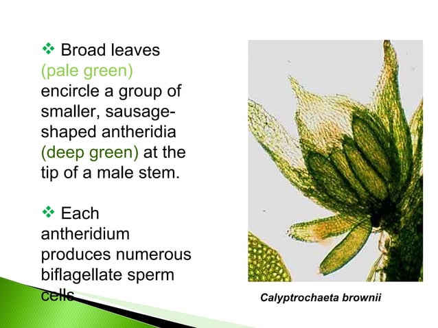 Structural variations in reproductive structures of division Bryophyta ...