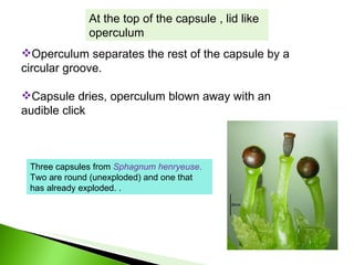 Structural variations in reproductive structures of division Bryophyta ...