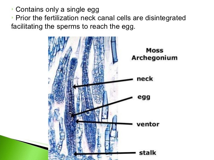Structural variations in reproductive structures of division Bryophyta
