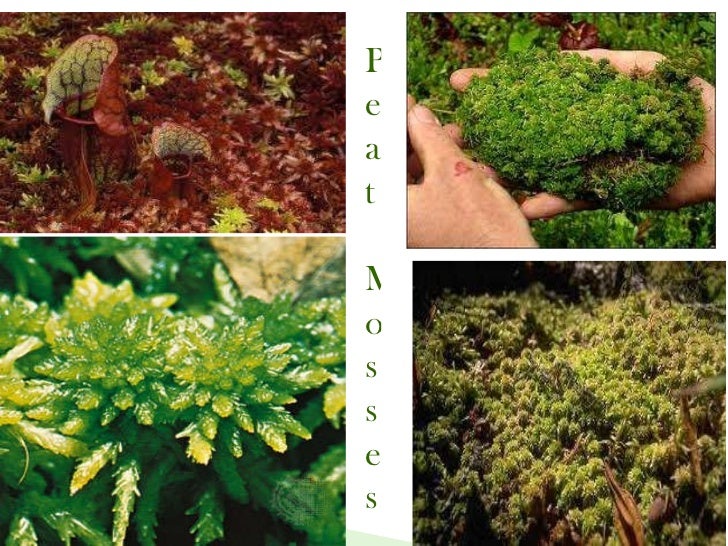 Structural variations in reproductive structures of division Bryophyta