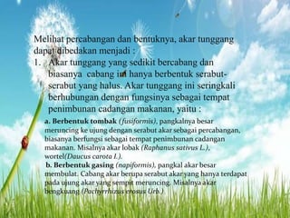 Botani akar | PPTX