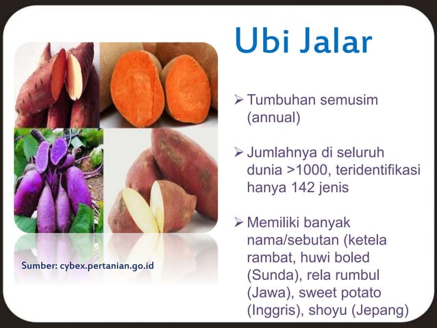 Botani:Peranan Tumbuhan bagi Kehidupan dalam Aspek Makanan: Ubi Ungu | PPT