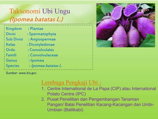 Botani:Peranan Tumbuhan bagi Kehidupan dalam Aspek Makanan: Ubi Ungu | PPT