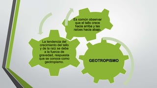 Los Tropismos -Grabitropismo y Geotropismo | PPT