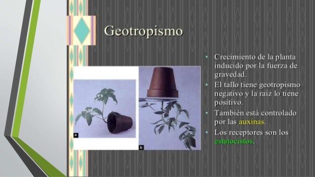 Geotropismo Ejemplos