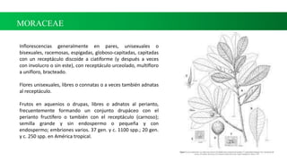 moraceae | PPTX