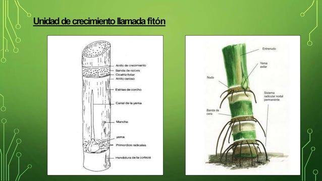 BOTANICA-MORFOLOGIA-ANATOMIA-CAÑA CLASE.pptx