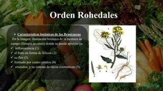BOTANICA 2 -- Rohedales y Rutales.pptxoh | PPTX
