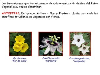 Botanica fanerogamica | PPT