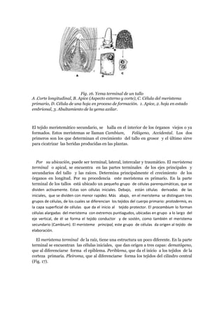 Botanica general imprimir | DOCX