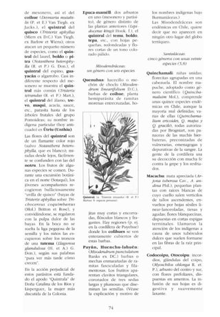 Botánica indigena de chile | PDF