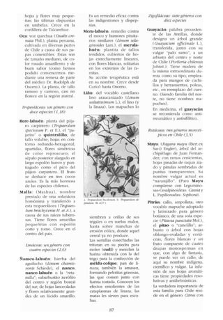 Botánica indigena de chile | PDF