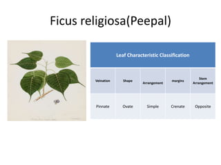 Botanical characteristics of avenue plants | PPTX