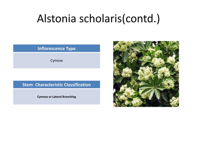 Botanical characteristics of avenue plants | PPTX | Gardening | Home ...