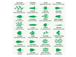 Botanical characteristics of avenue plants | PPTX