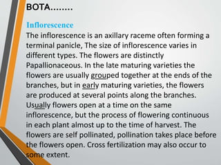 botanical description of pigeon pea.pptx