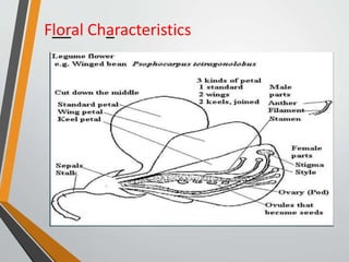botanical description of pigeon pea.pptx