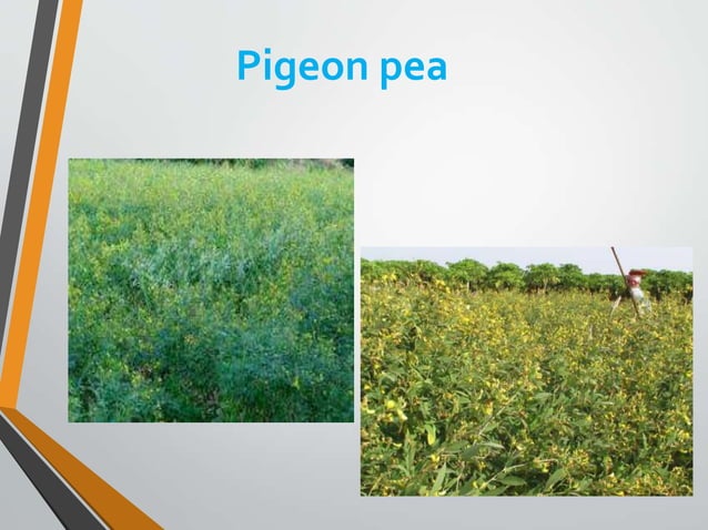 botanical description of pigeon pea.pptx
