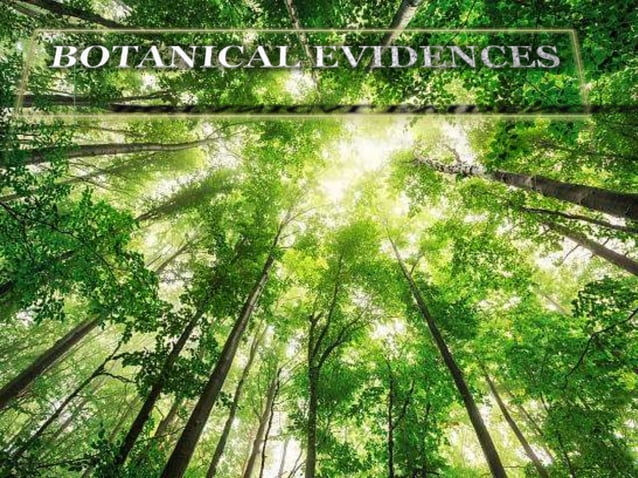 Botanical evidences | PPTX | Woodworking | Arts and Crafts