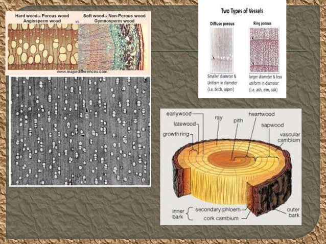 Botanical evidences | PPTX | Woodworking | Arts and Crafts