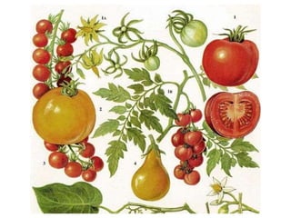 Botanical fruit n veg | PPTX