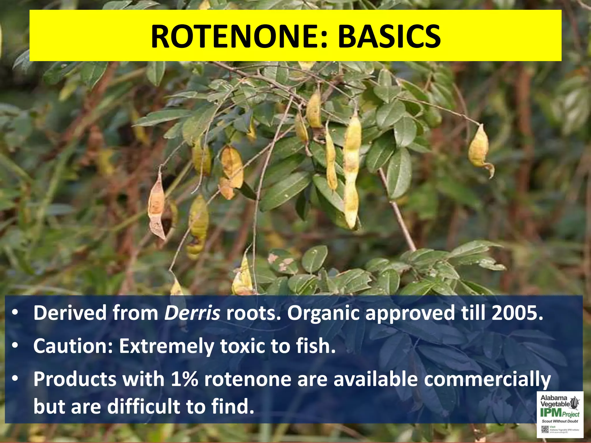 Botanical Insecticides (version 2013) | PPT