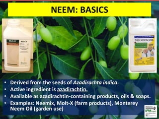 Botanical Insecticides (version 2013) | PPT