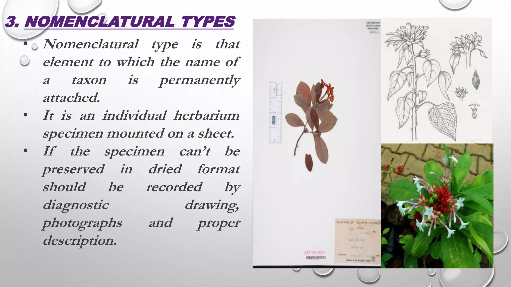 Botanical nomenclature | PPTX