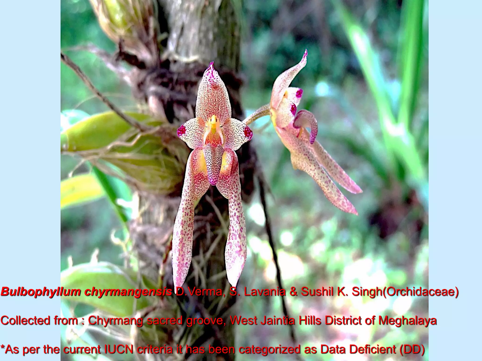 Botanical survey of india | PDF